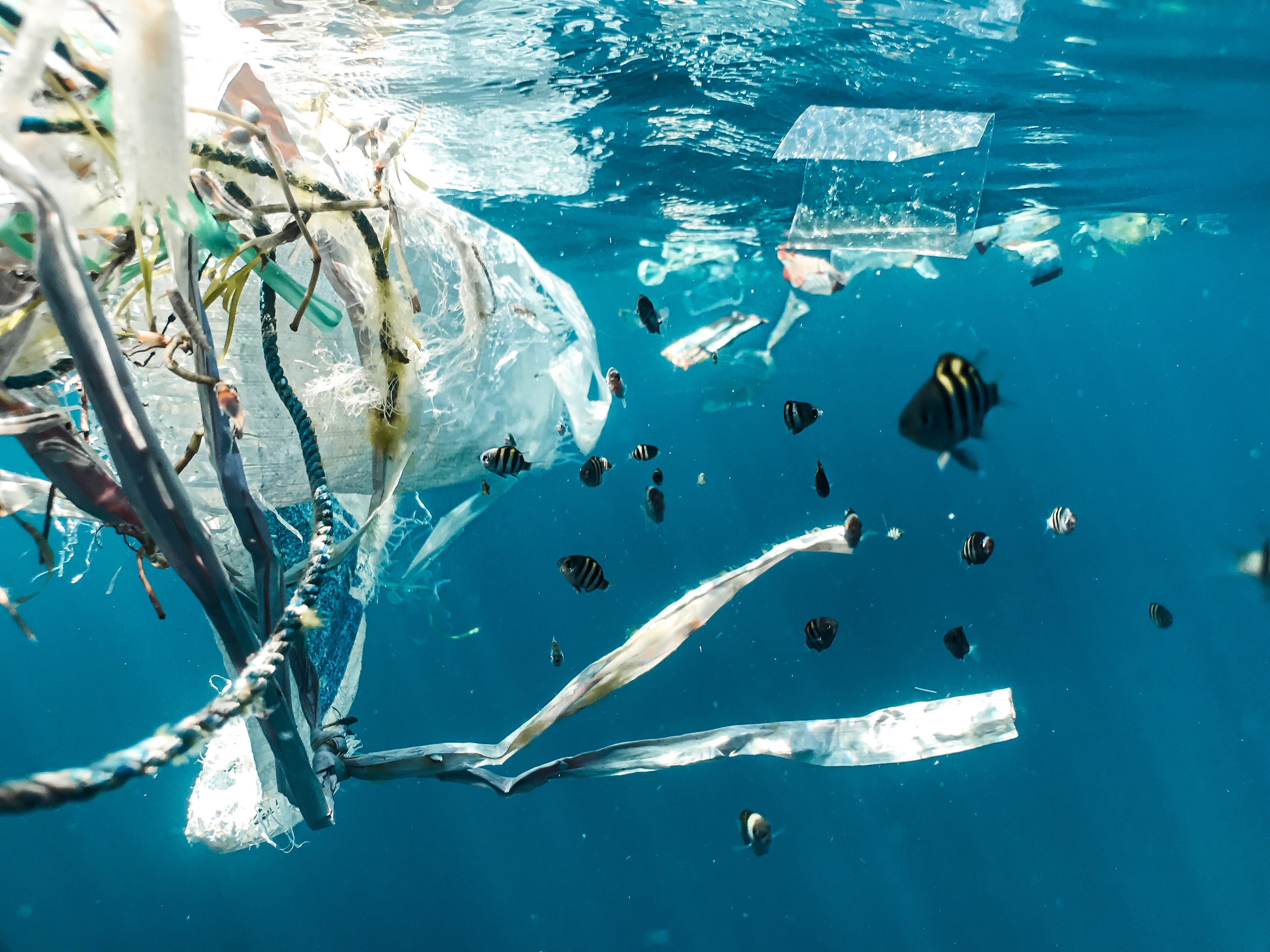 Underwater Object Detection Project